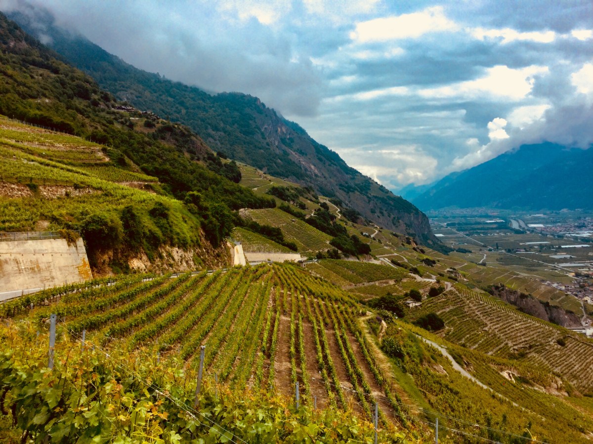 Swiss Grapes: Arvine — Big and Small – artisanswiss